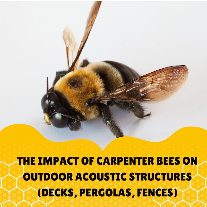 carpenter bees facts